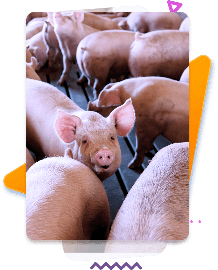 Pigax.com - Your No 1 Free Piggery Management System